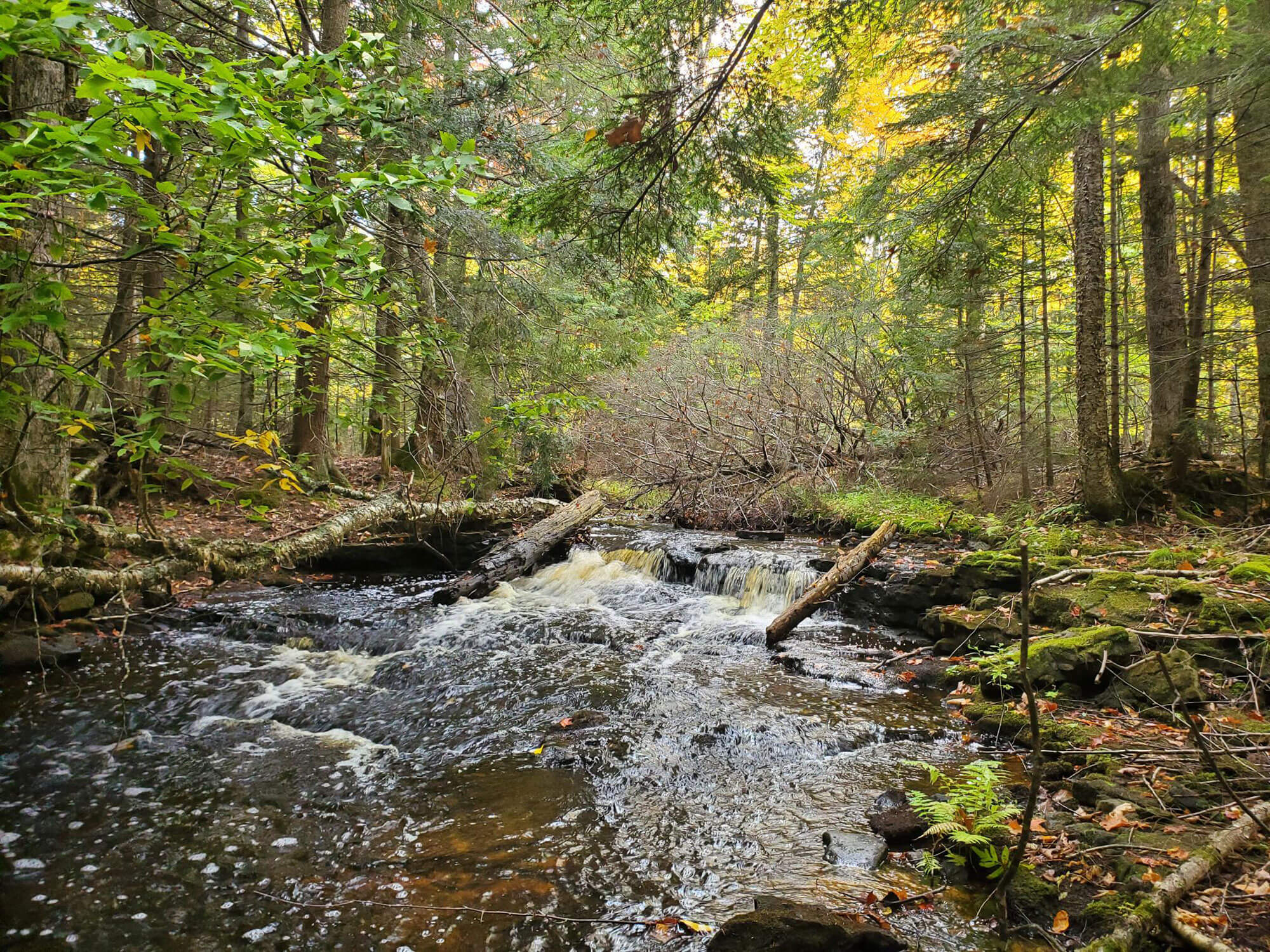Home - Lyme Great Lakes