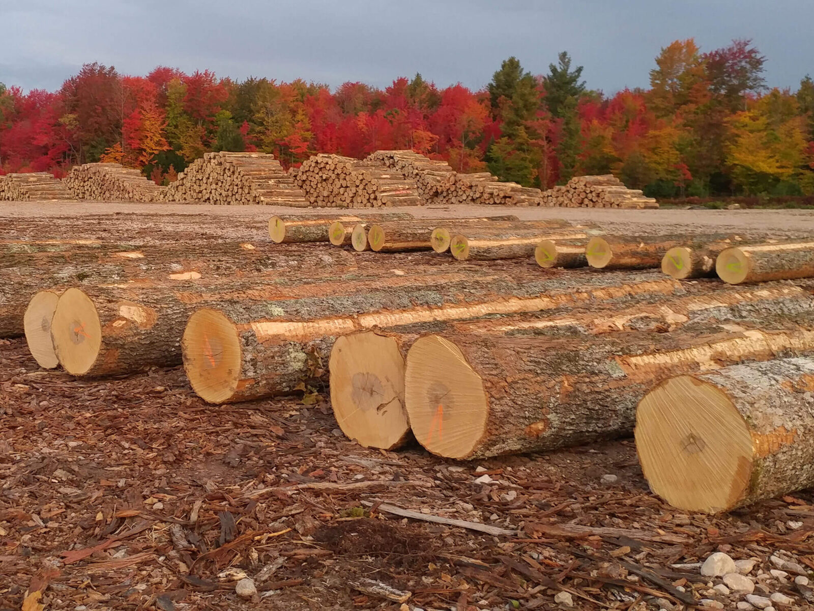 Timber Harvesting and Wood Sales - Lyme Great Lakes
